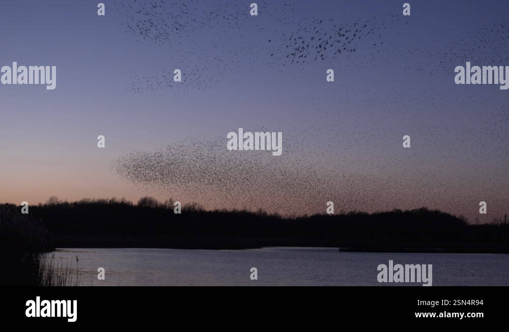 Birds flying in large flock on migration murmuration in the sky 4K ...