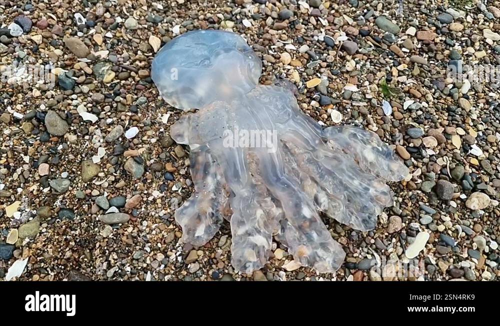 Deceased translucent barrel jellyfish washed ashore on Welsh beach ...