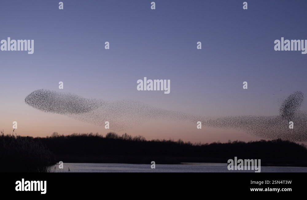 Birds flying in large flock on migration murmuration in the sky 4K ...