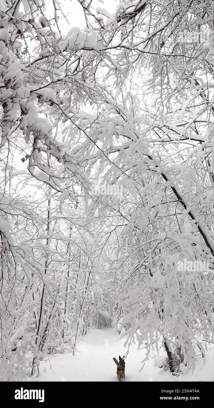 VERTICAL: Snowy canopies lean over the puppy exploring the idyllic ...