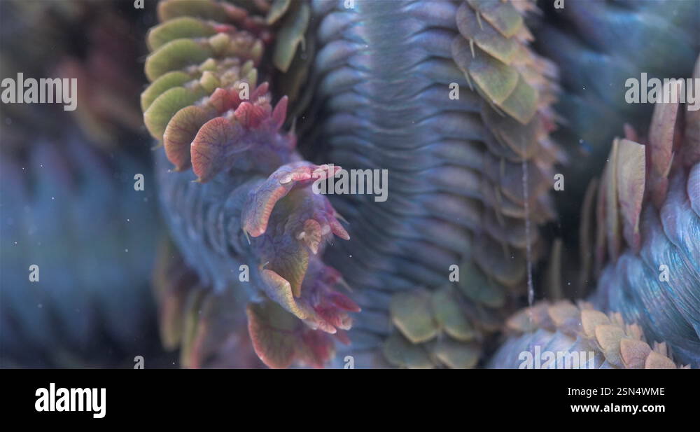 Worm Polychaeta Nereis virens (Alitta virens) from family Nereididae ...