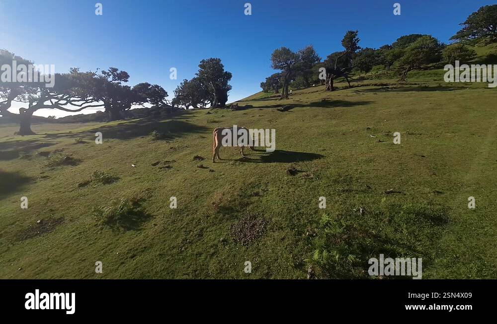 Cow grazing amidst the ancient laurel trees of Fanal forest, Madeira ...
