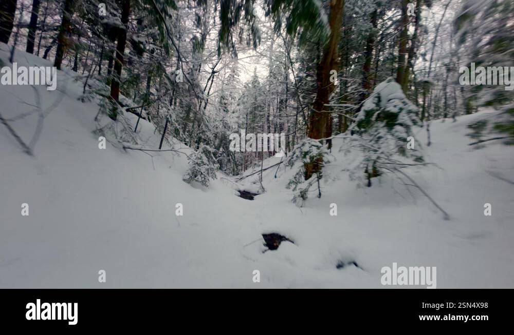 FPV drone weaves through a snow-covered forest, gliding between tall ...
