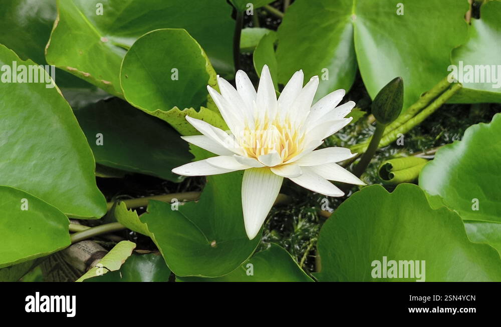 White lotus yellow pollen Stock Videos & Footage - HD and 4K Video ...