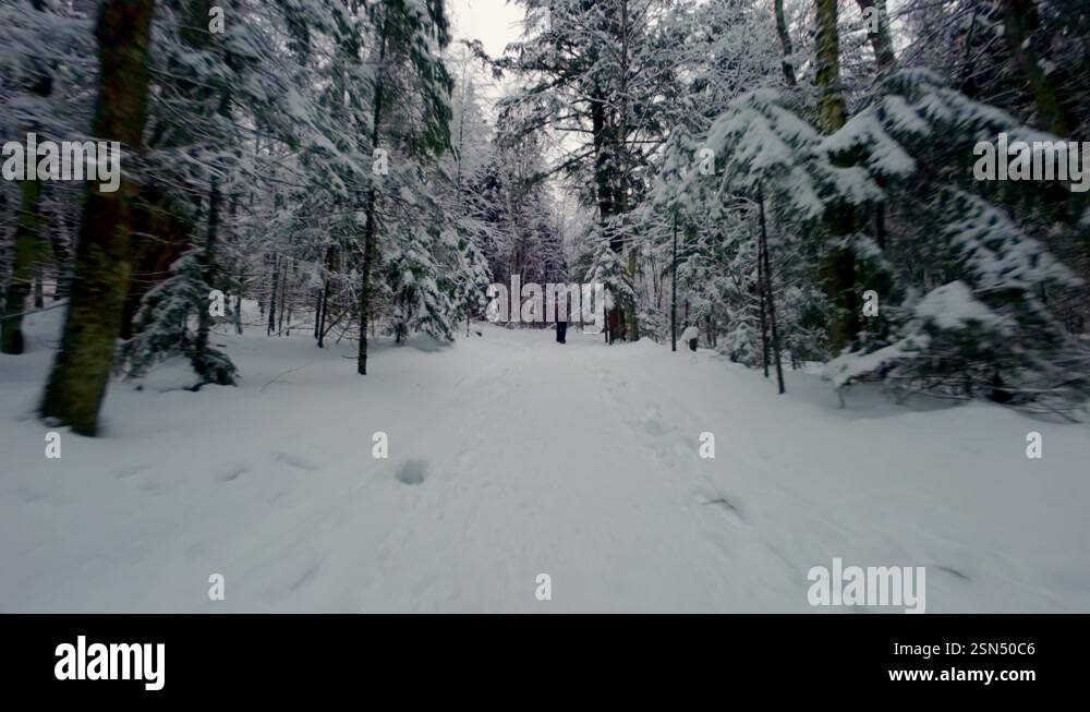 FPV drone captures a snow-covered path through a wintery forest Stock ...