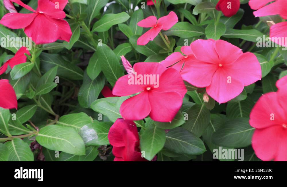 Footage of Hot Pink Cape Periwinkle Flowers Blooming in the Gentle Wind ...