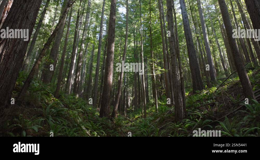 Sunlight beams through towering redwoods, casting long shadows across ...