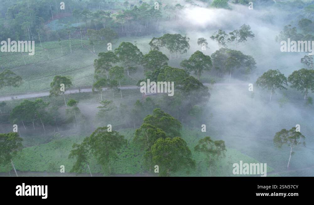 Rainforest ecosystem conservation Stock Videos & Footage - HD and 4K ...