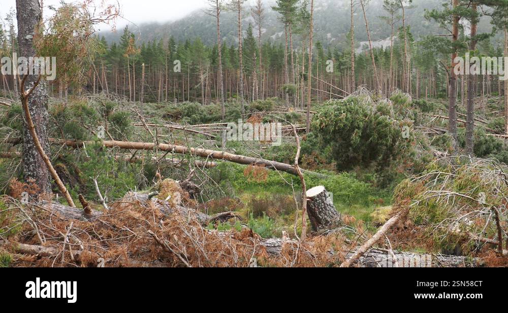 Scots Pine blown over by storm force winds in the Caledonian Pine ...