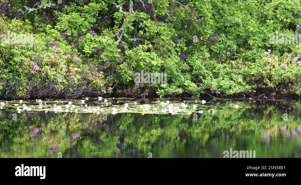 Water Lilies and flowering Rhododendron on Loch Farr, Strath Nairn ...