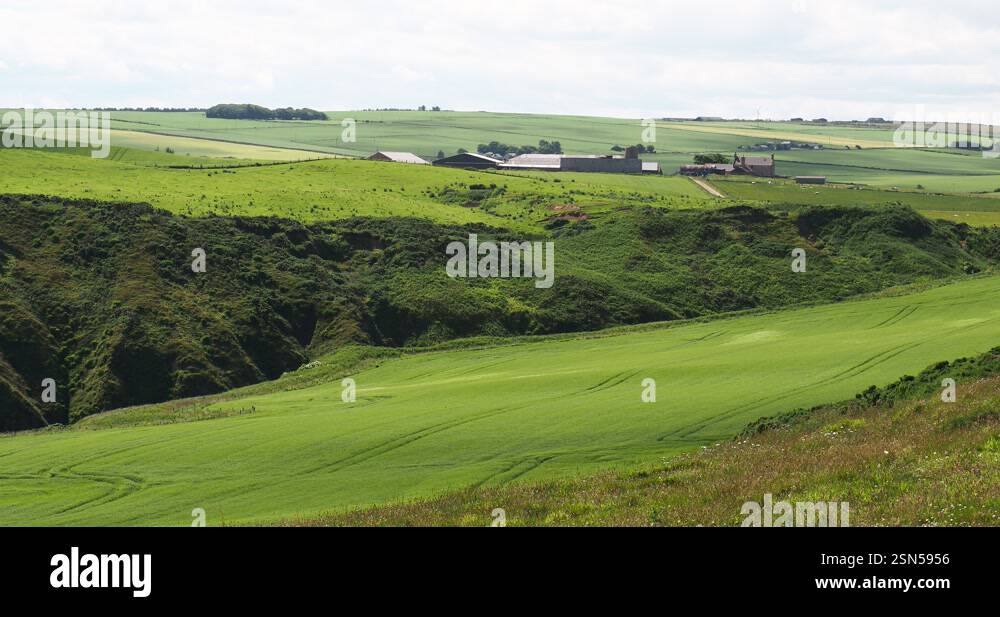 Cereal crops growing on a farm at Troup Head in Aberdeenshire, Scotland ...