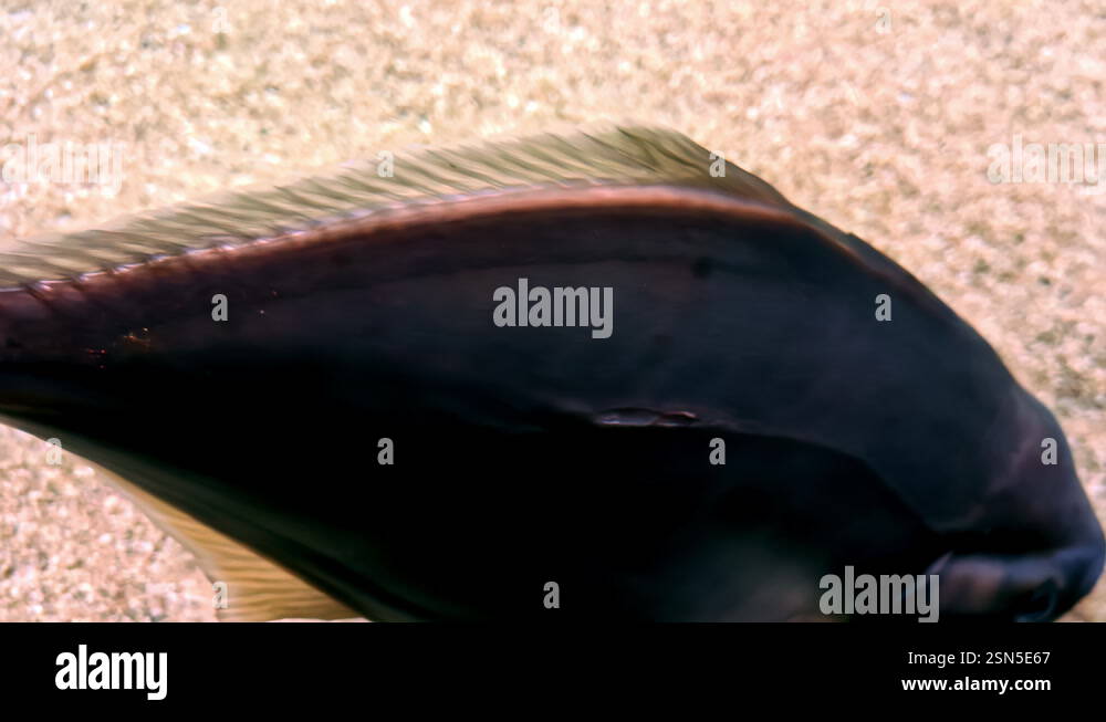 Fish up-close swimming inside water tank, aquatic, anamniotic ...