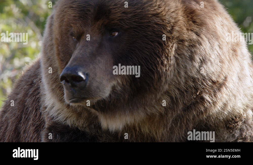 Closeup cute face of fat Grizzly bear looking adorable and cuddly Stock ...