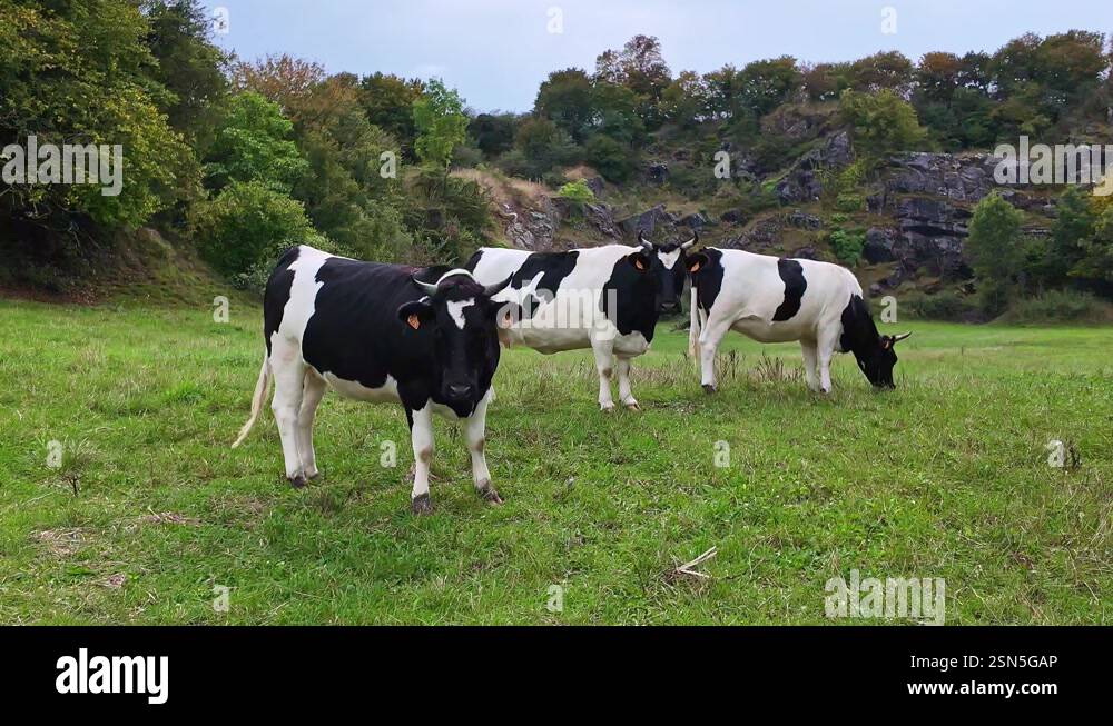 Three friesian cows grazing. Static view Stock Video Footage - Alamy