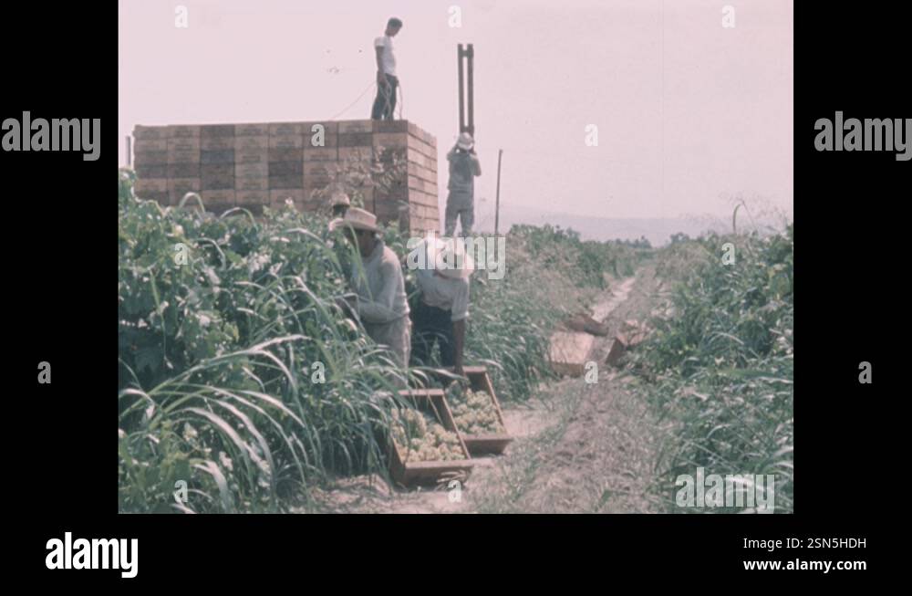 1960s: People harvest crops on farm Stock Video Footage - Alamy