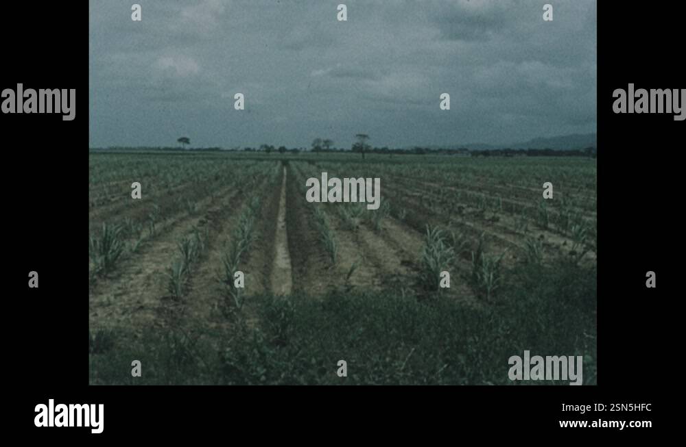 1960s: Field of crops growing on farm Stock Video Footage - Alamy