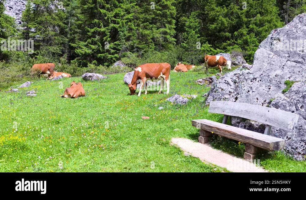 Cows Grazing On The Idyllic Valley Of Langental, Vallunga In Val ...