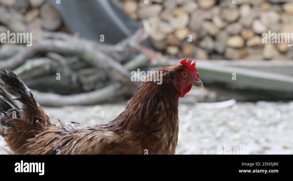 Brown Hen Standing in Farmyard in the Rain Stock Video Footage - Alamy