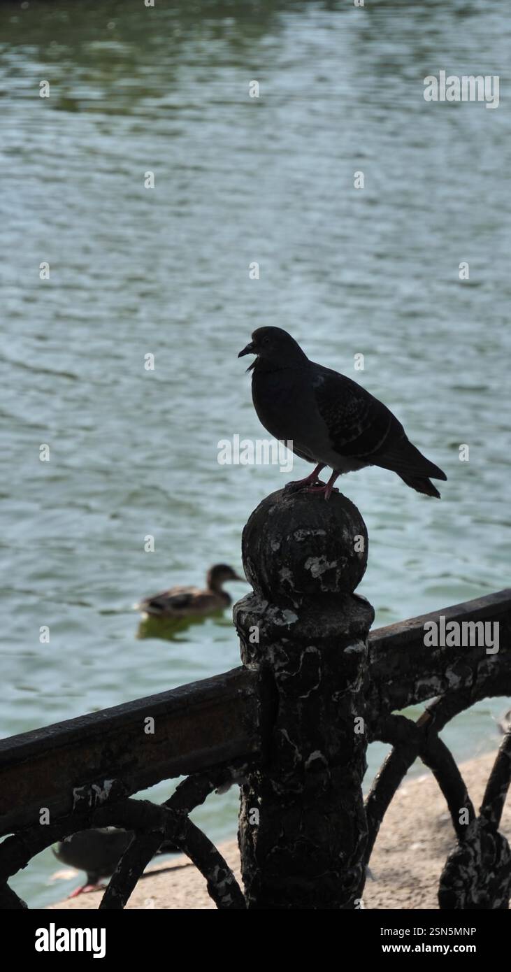 a pigeon takes off from a fence in a park. vertical video Stock Video ...