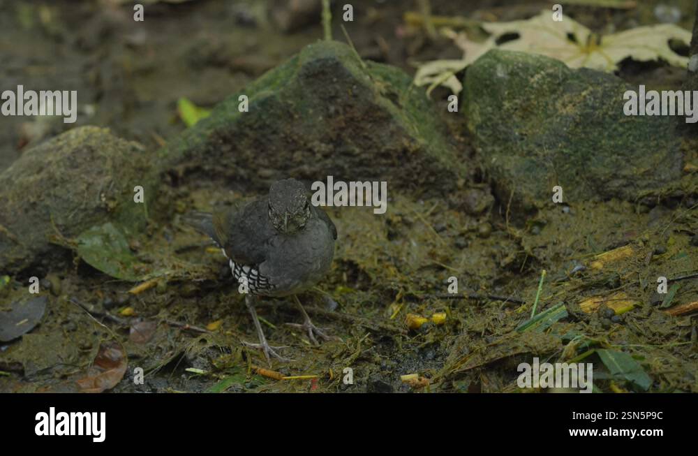 Sunda thrush Zoothera andromedae bird eating something in the jungle ...