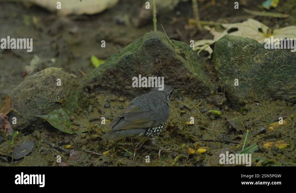 Back view of Sunda thrush (Zoothera andromedae) bird in the jungle ...