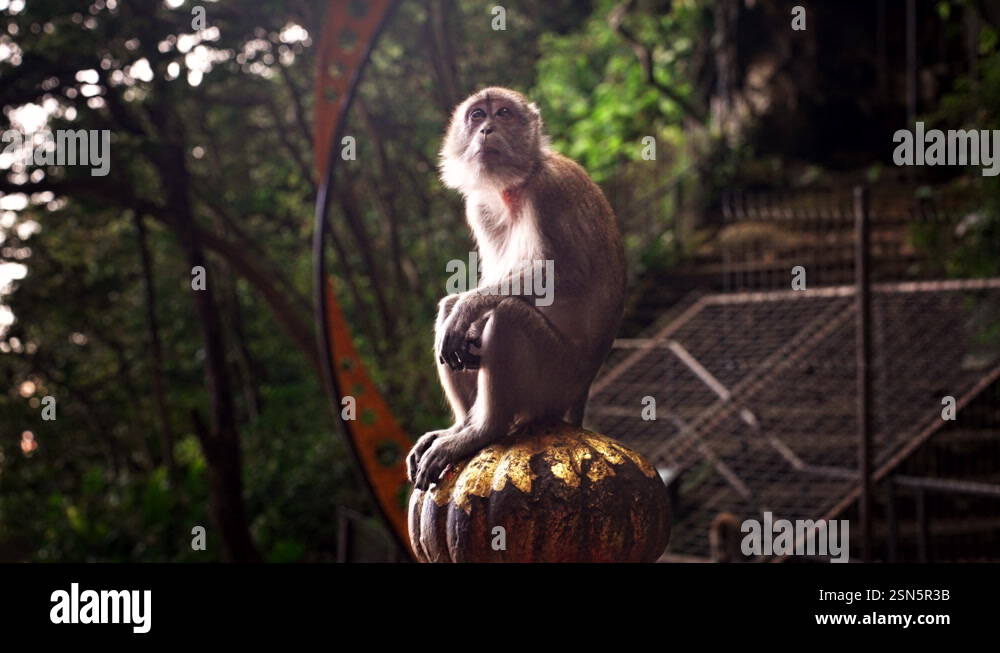 At Batu Caves, Monkey’s lively place, where every day’s a joyful race ...