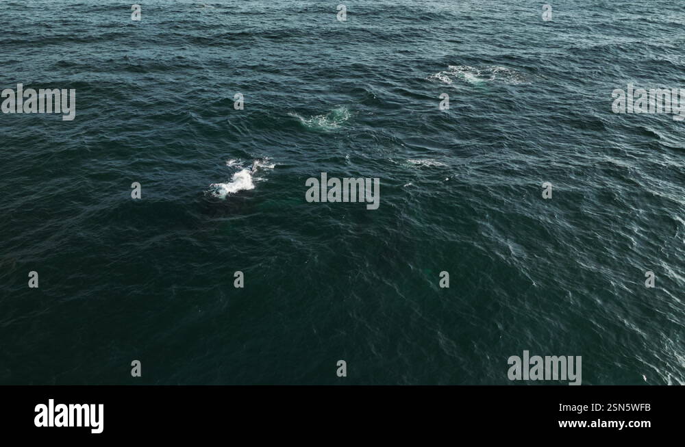Pod of humpback whales breach together splashing across open ocean ...
