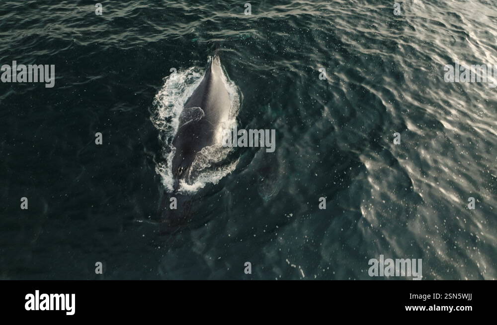 Drone top down pan follows humpback whale spouting and showcasing large ...