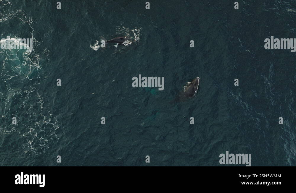 Drone top down pan follows family of humpback whale breaching into air ...