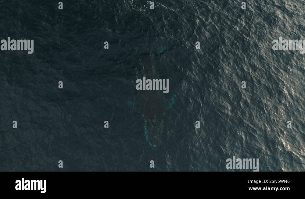 Drone top down pan tracking follows humpback whale breaching as it ...