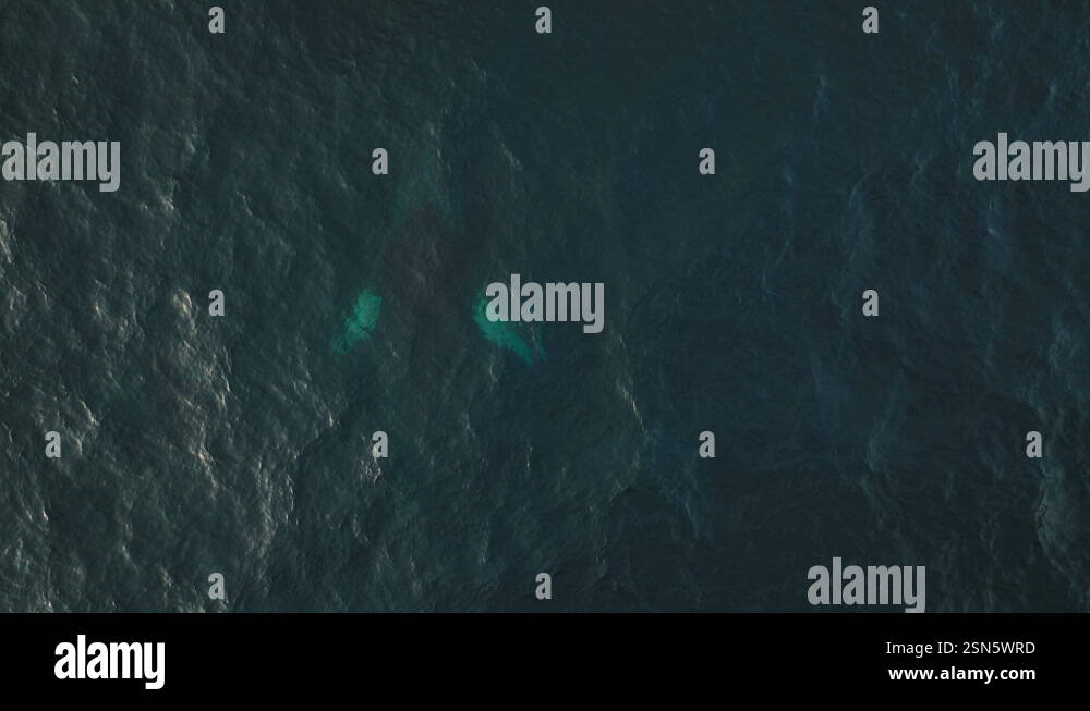 Aerial top down view of humpback whale rising to surface and spouting ...