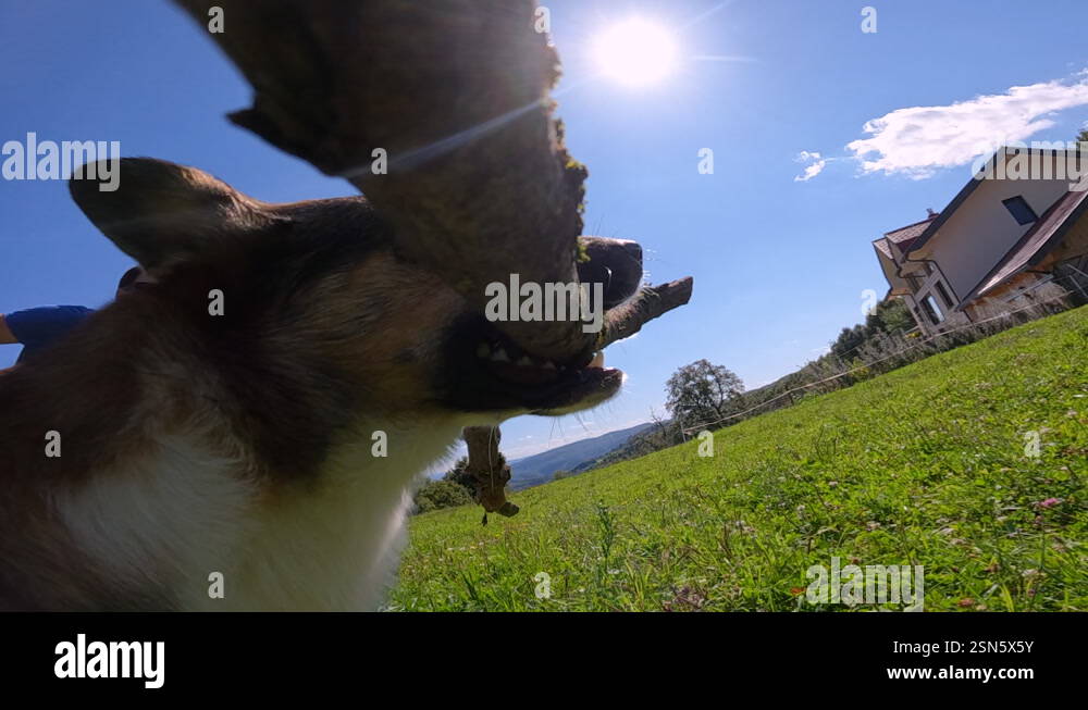 CLOSE UP, LENS FLARE: Brown dog runs with branch in mouth and its owner ...