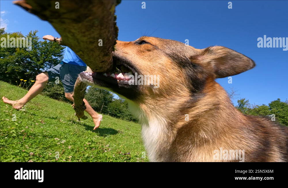 CLOSE UP, SLOW MOTION: Dog runs with branch clamped in jaws and owner ...
