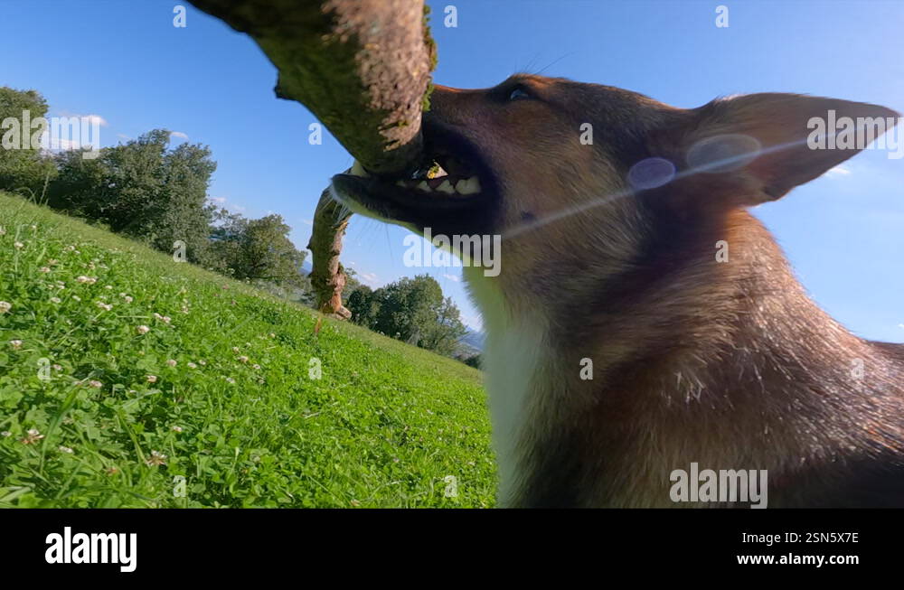 CLOSE UP, LENS FLARE: Dog firmly holds a wooden stick as it runs across ...