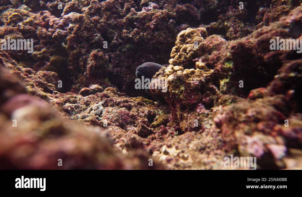 Cinematic professional shot of a moray eel hiding in a hole in a ...
