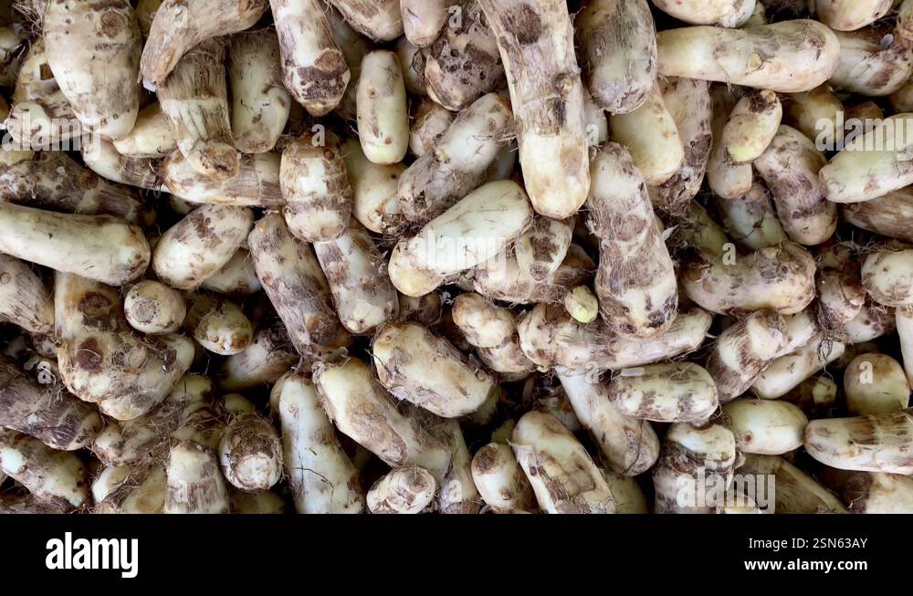 Taro or arbi is a root vegetable in a basket. taro root vegetable Stock ...