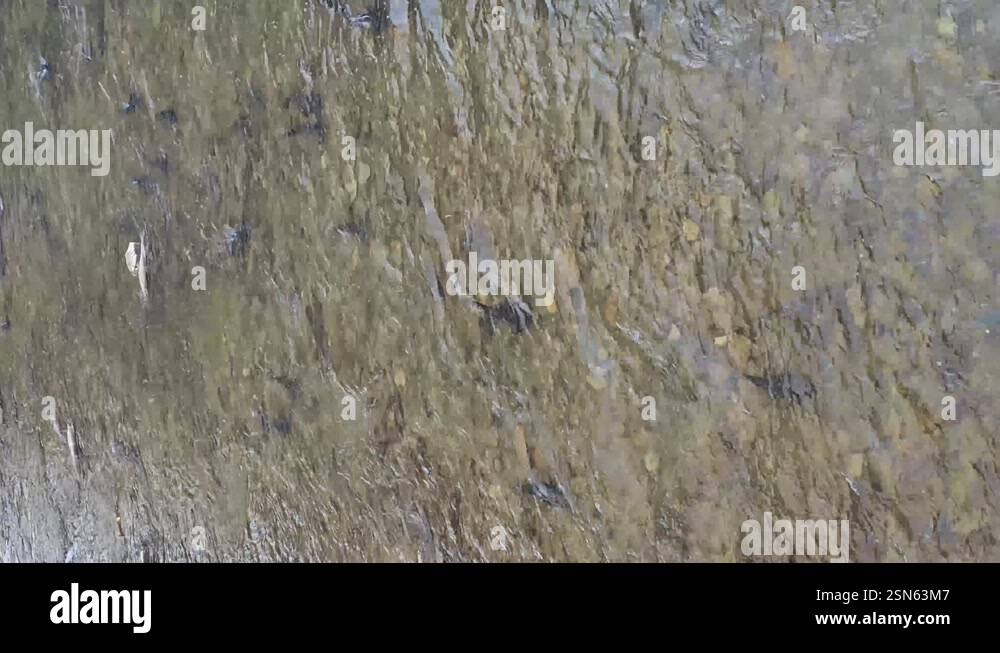 The Salmon Run at Credit River 08 Stock Video Footage - Alamy