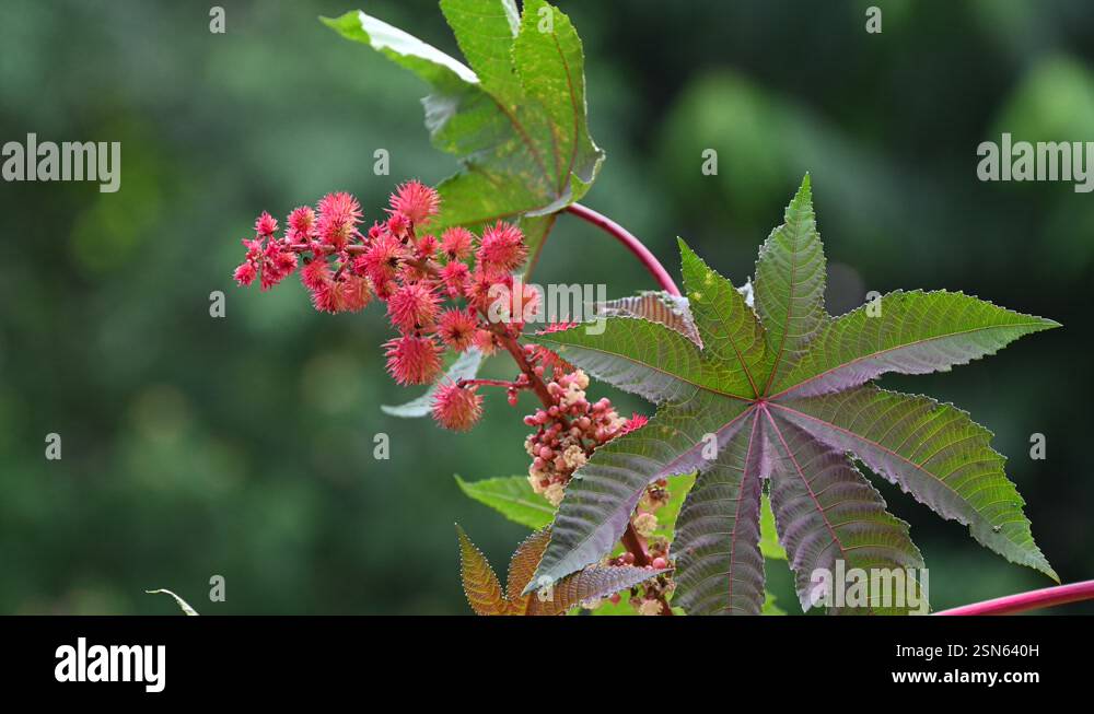 Red Ricinus Communis plant (Castor bean plant, Castor oil plant) with ...
