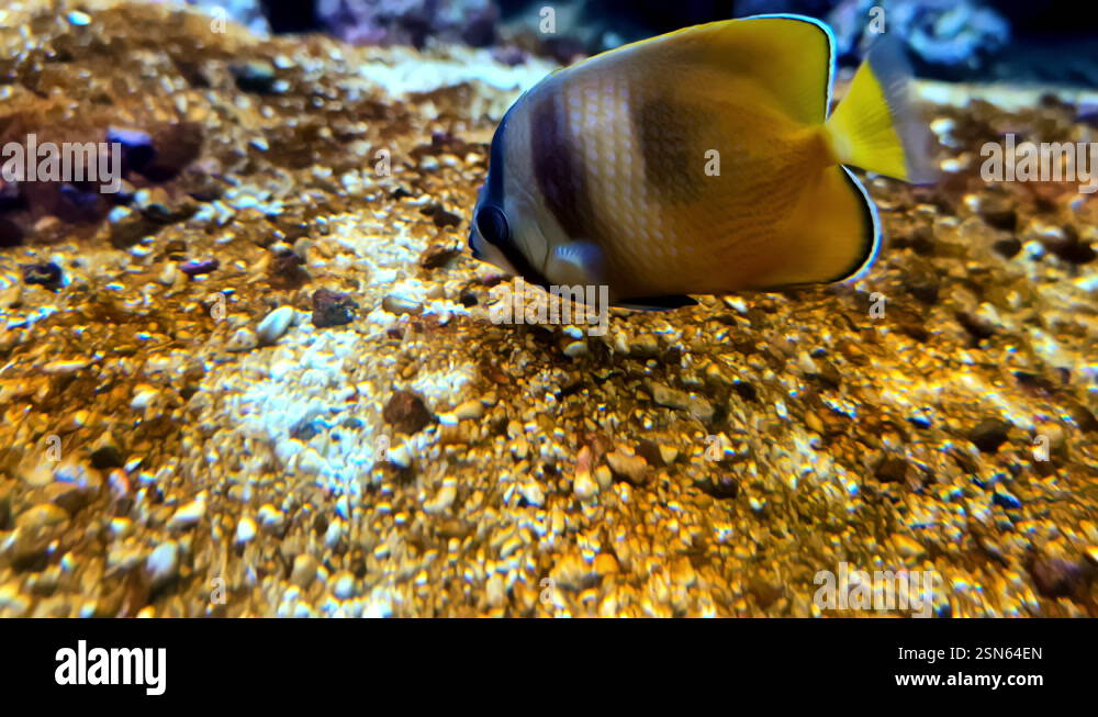 Habitat ocean floor Stock Videos & Footage - HD and 4K Video Clips - Alamy