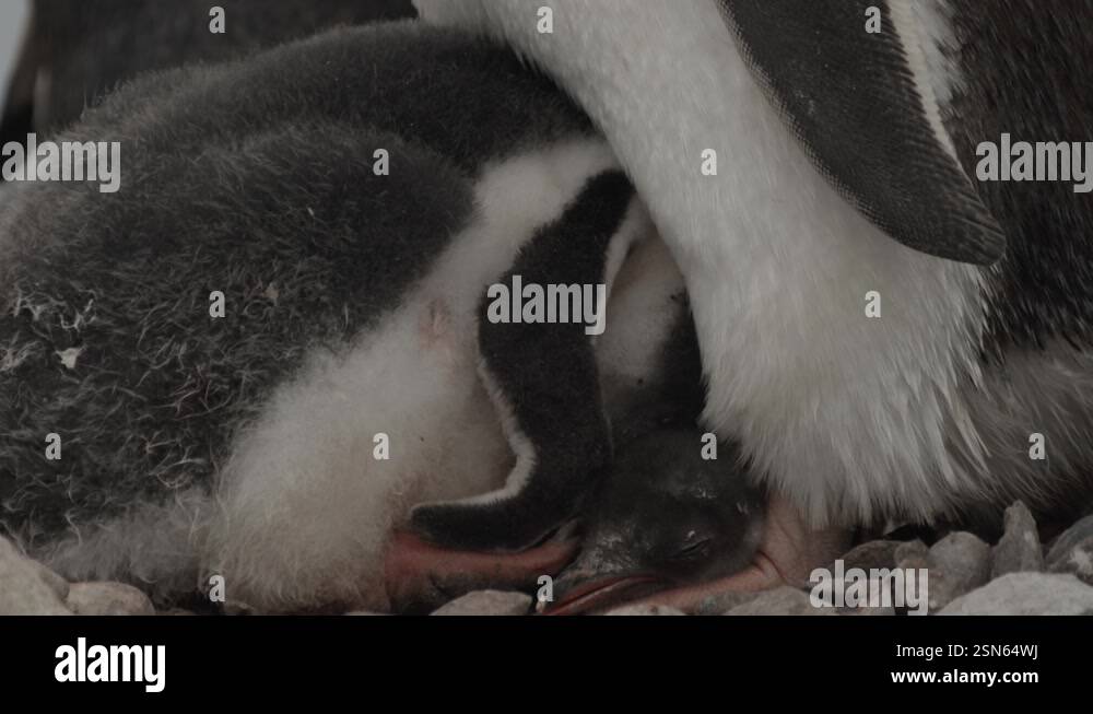Young gentoo penguin chicks hide under mother to stay warm. Very cold ...