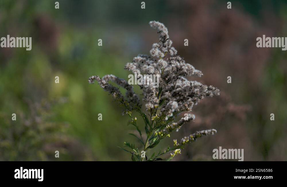 Watch a tall weed gracefully swaying in the wind, showcasing nature’s ...
