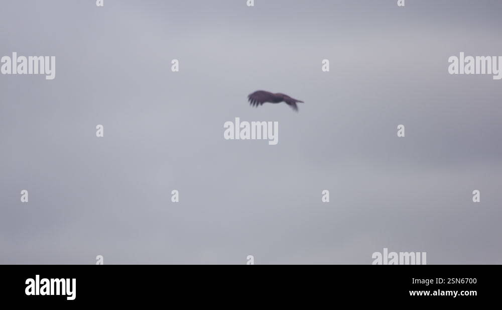 Buzzard bird of prey hovering and flying while hunting slow motion ...