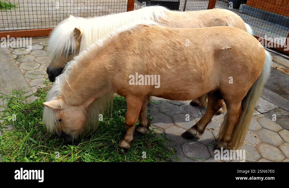 Two brown ponies with white hair eating grass in the zoo. Two horse at ...