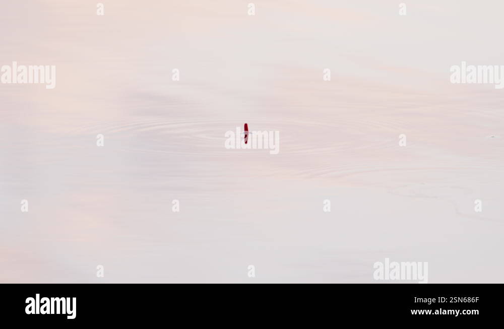 Fishing float moves on the water surface while fish touches a bite ...