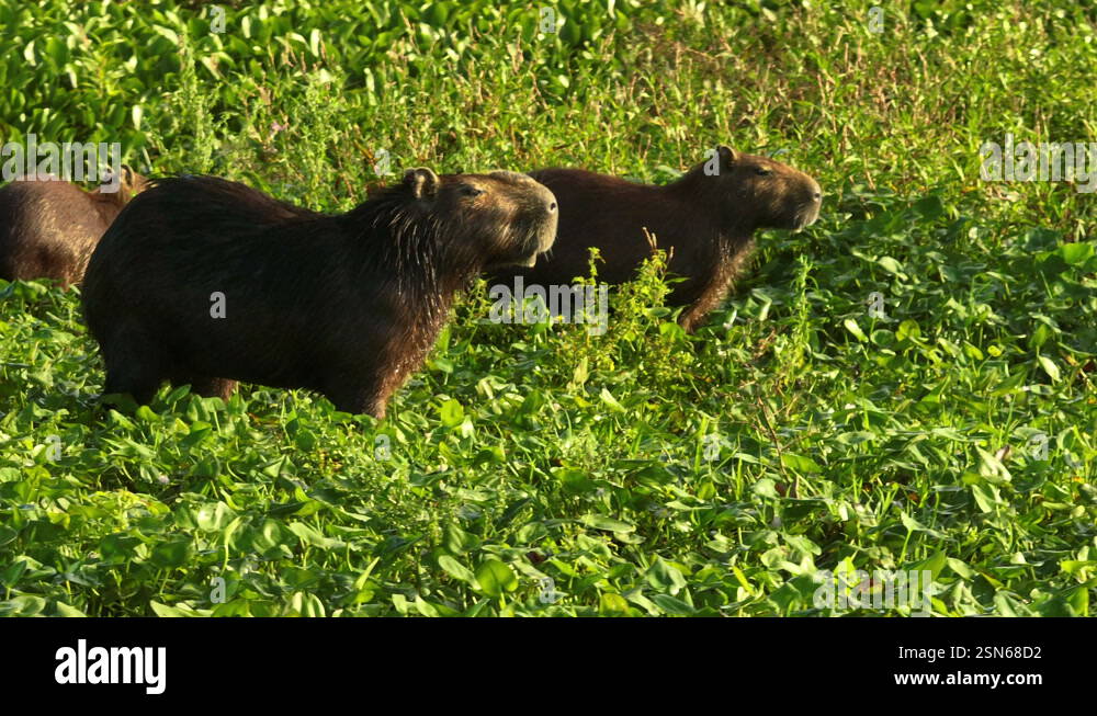 Rodents capybara hydrochoerus hydrochaeris Stock Videos & Footage - HD ...