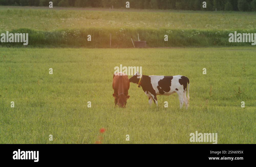 Affectionate cows Stock Videos & Footage - HD and 4K Video Clips - Alamy