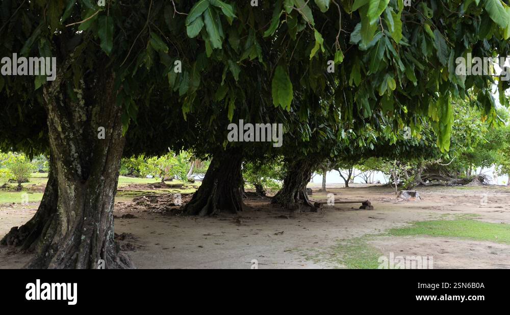 Polynesian chestnut at Sacred place of Taputapuatea marae,Raiatea ...