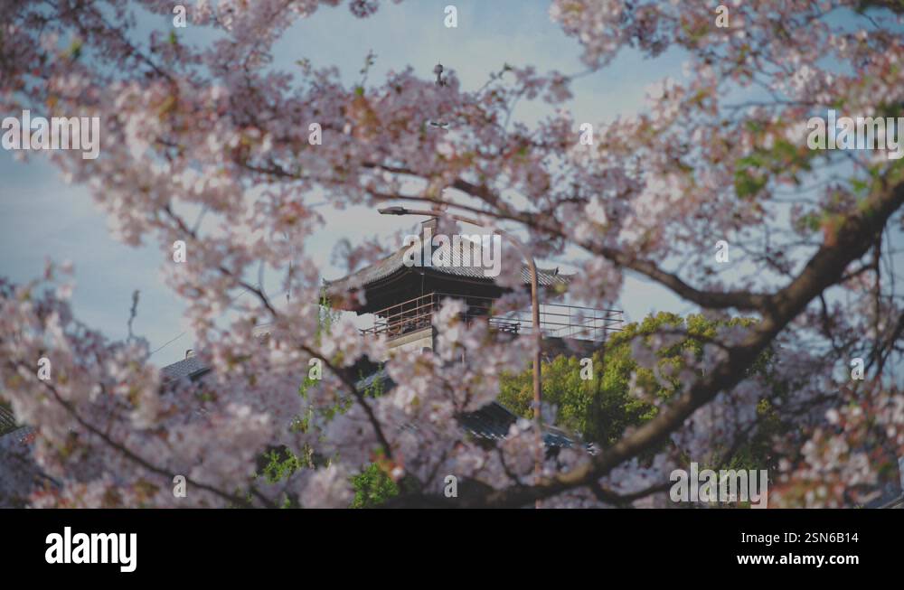 Blossoming sakura trees temple Stock Videos & Footage - HD and 4K Video ...