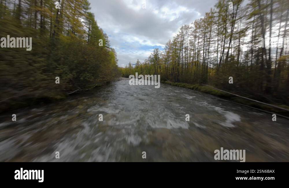 Glide above a tranquil forest stream as golden hues illuminate the ...