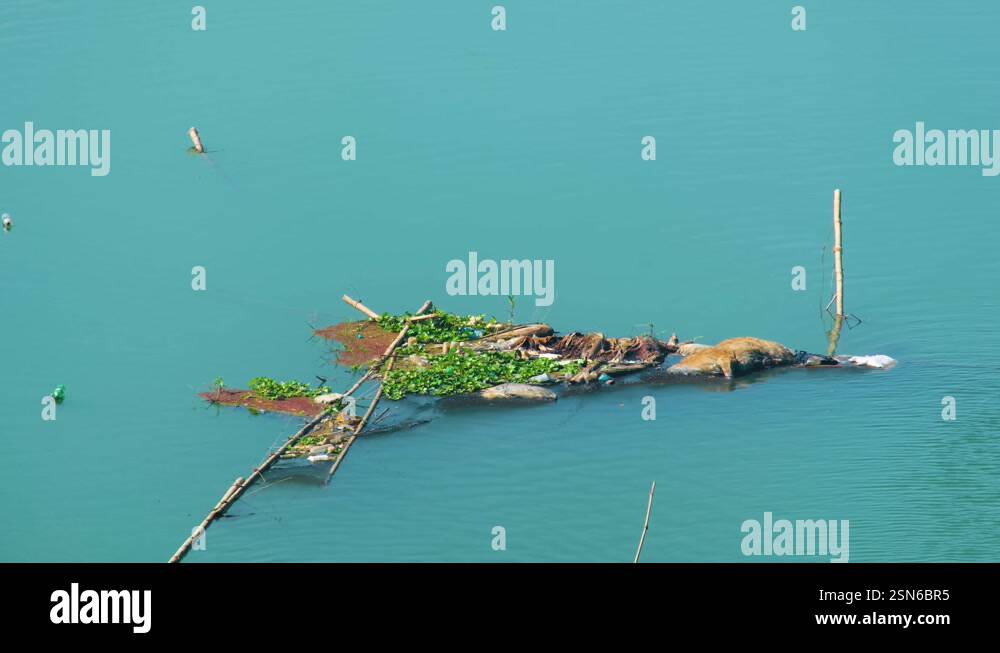 A dead cow’s corpse floating in the polluted blue water of Bangladesh ...